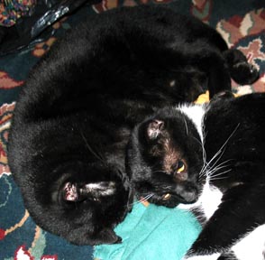 Mad Maudlin, Familiar Friend