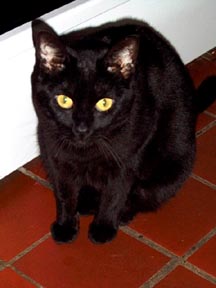 Mad Maudlin, Familiar Friend