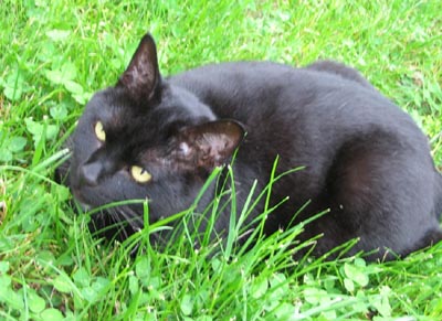 Mad Maudlin, Familiar Friend